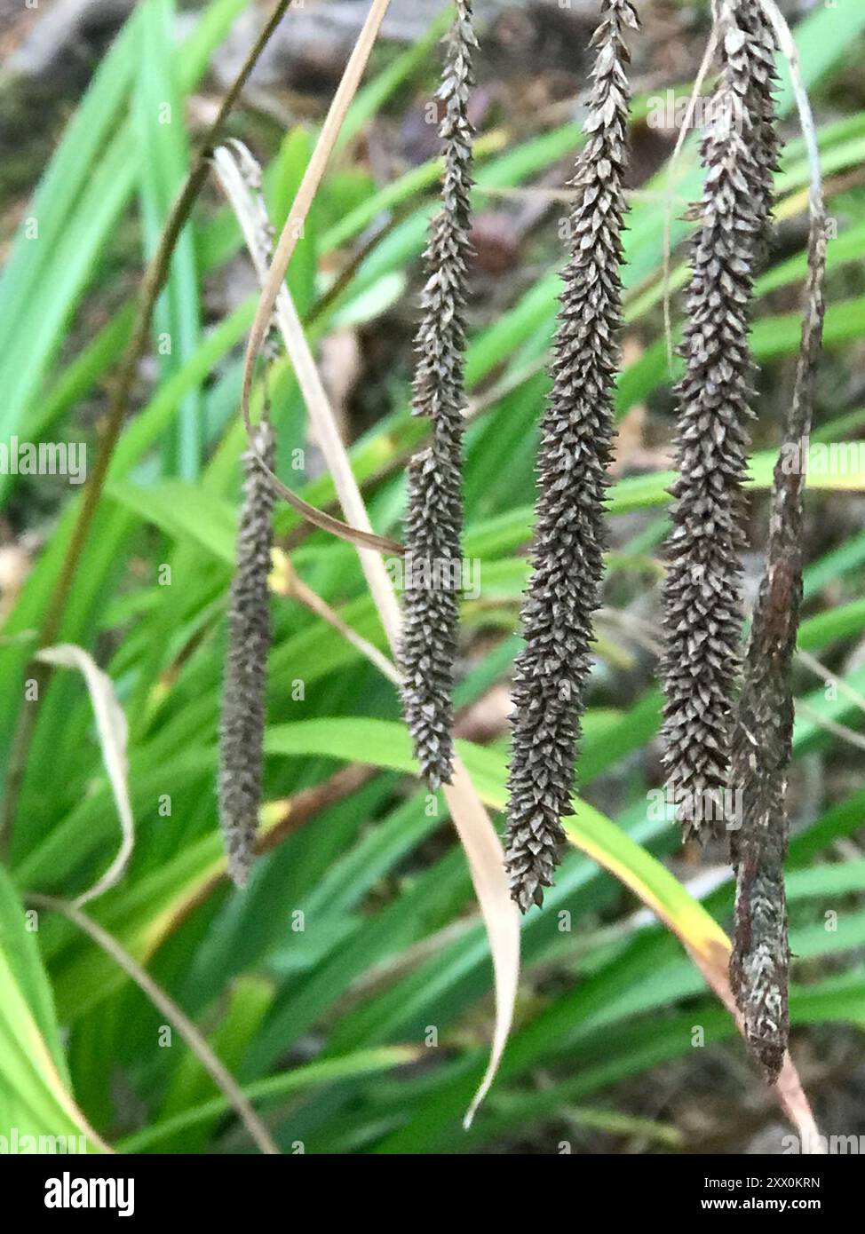 Hanging sedge (Carex pendula) Plantae Stock Photo - Alamy