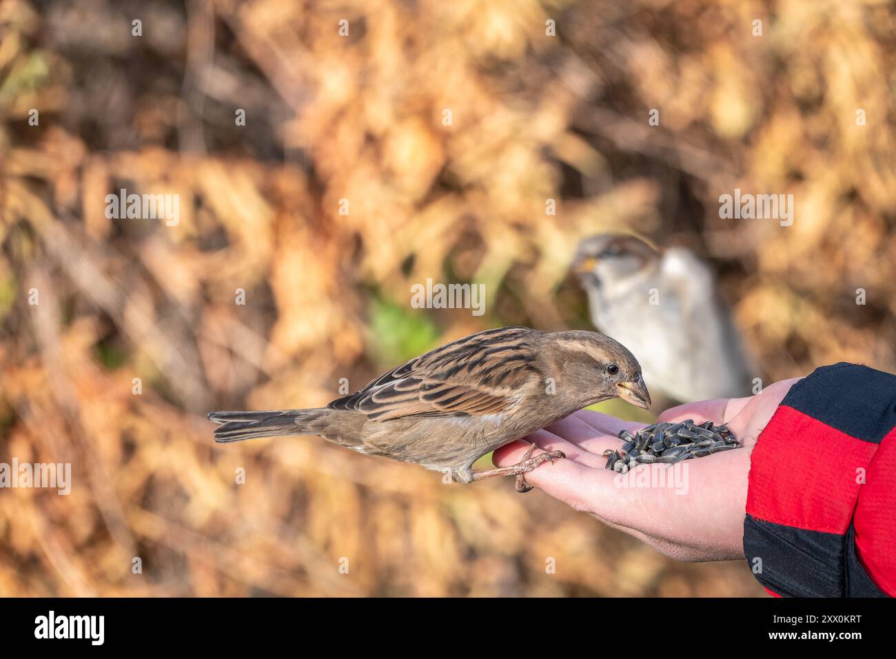 Sparrow eats seeds from a man's hand. A Sparrow bird sitting on the ...