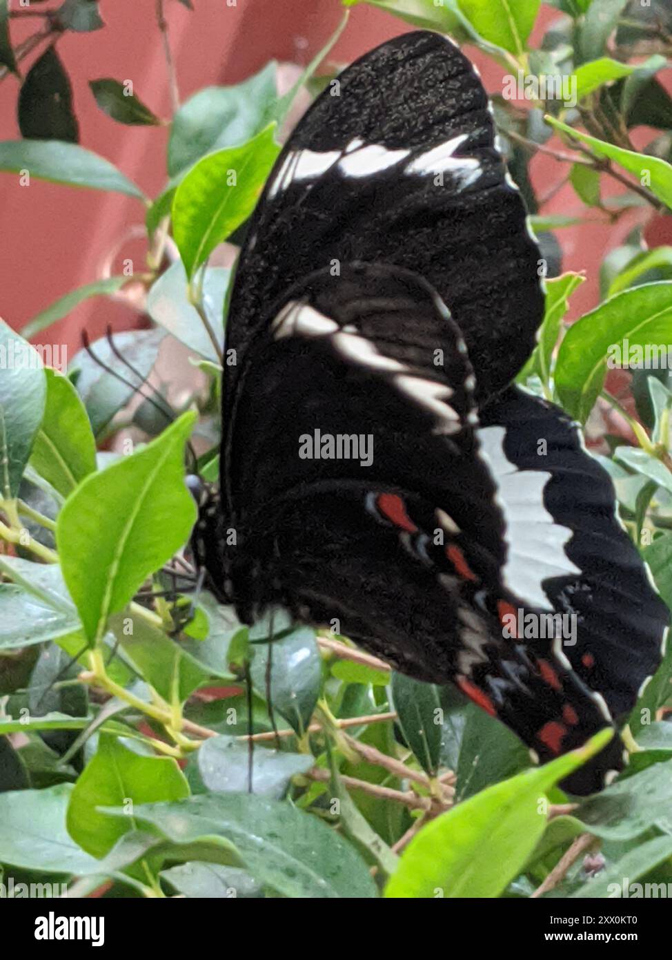 Orchard Swallowtail (Papilio aegeus) Insecta Stock Photo - Alamy