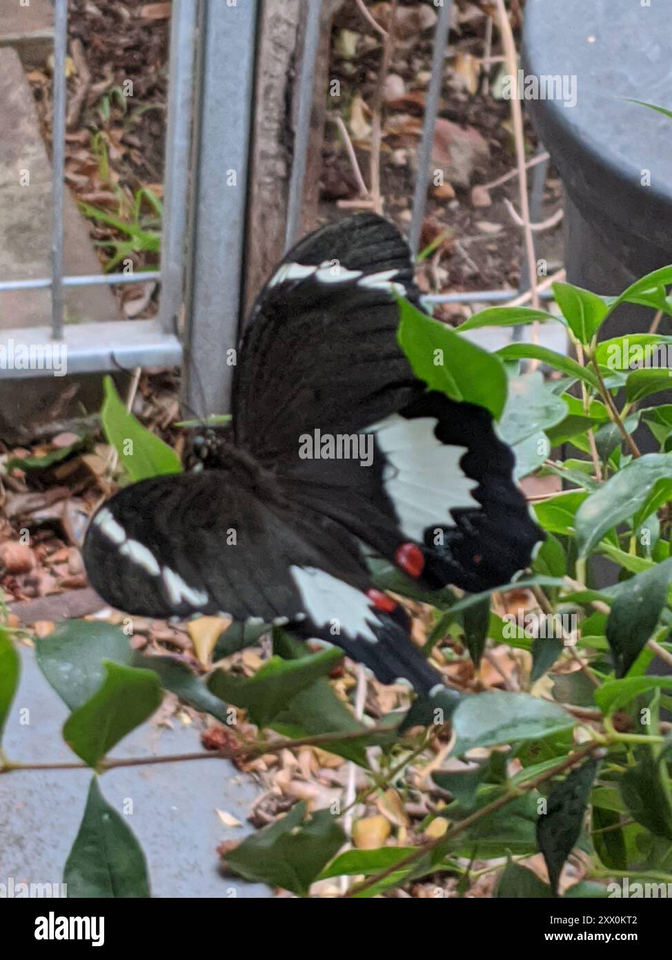Orchard Swallowtail (Papilio aegeus) Insecta Stock Photo - Alamy