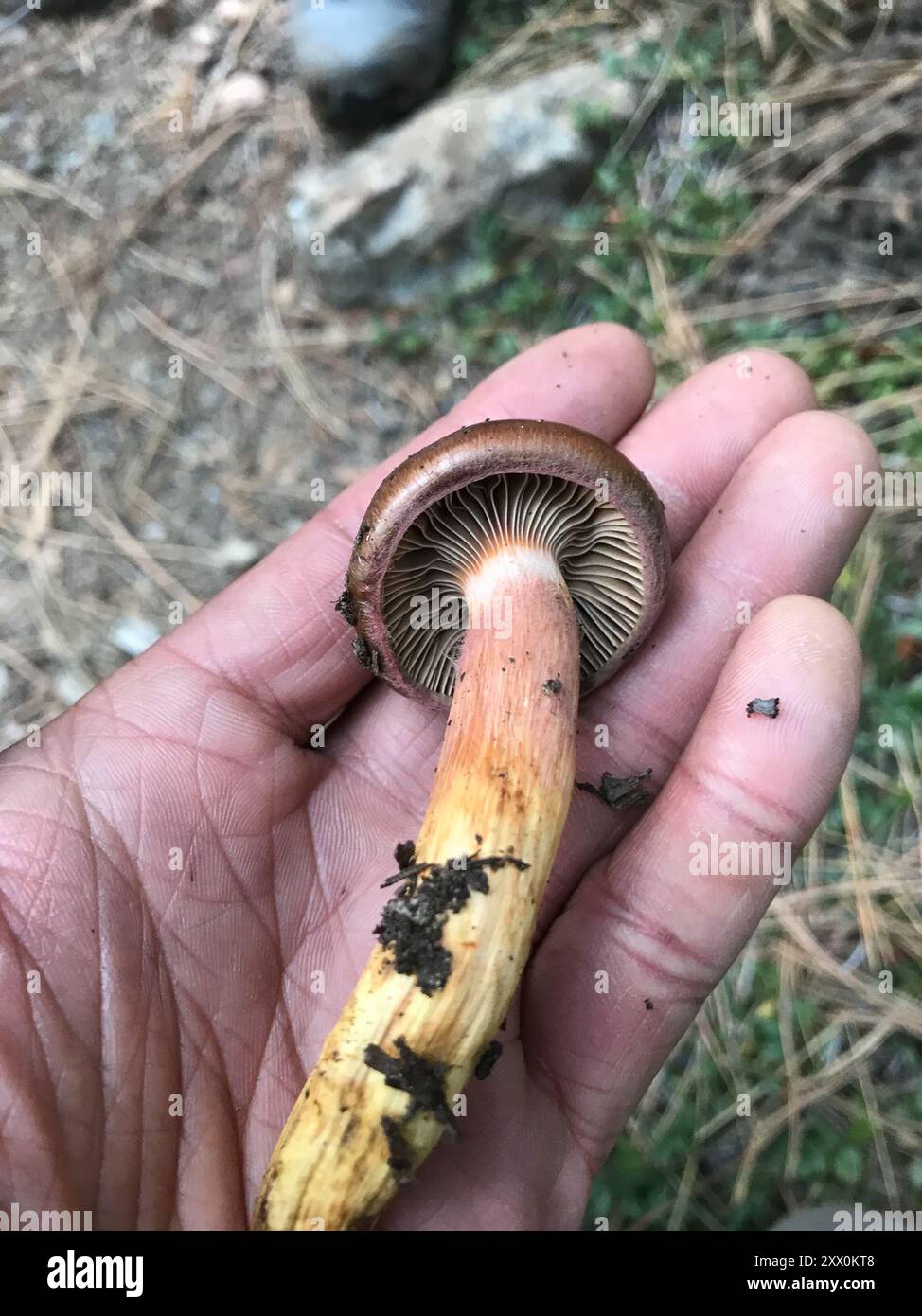 Pine Spikes (Chroogomphus vinicolor) Fungi Stock Photo - Alamy