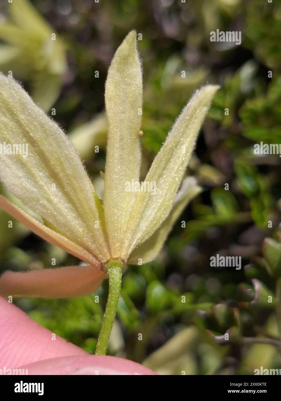Forster's Clematis (Clematis forsteri) Plantae Stock Photo - Alamy