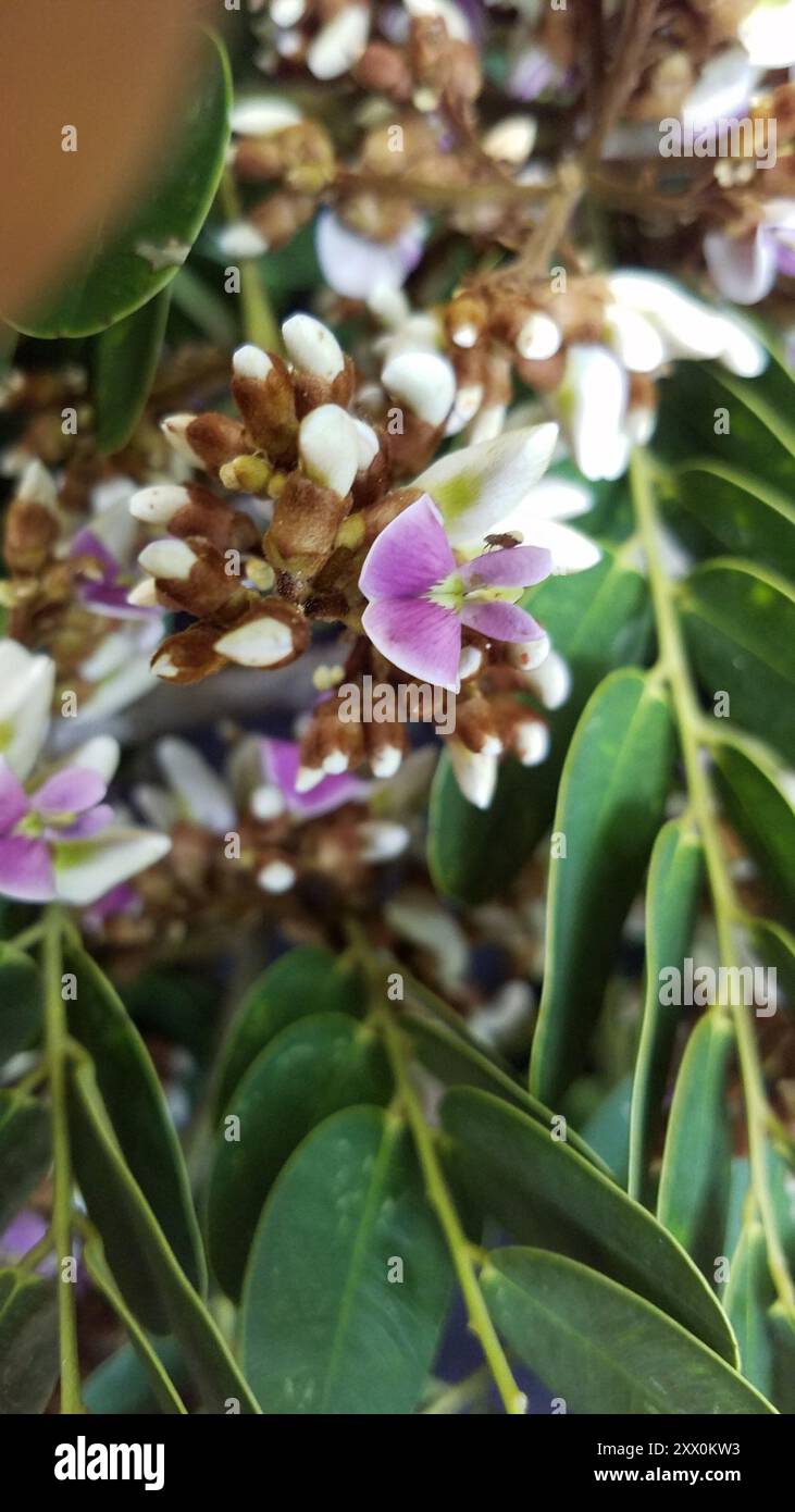 Machaeriums (Machaerium) Plantae Stock Photo - Alamy