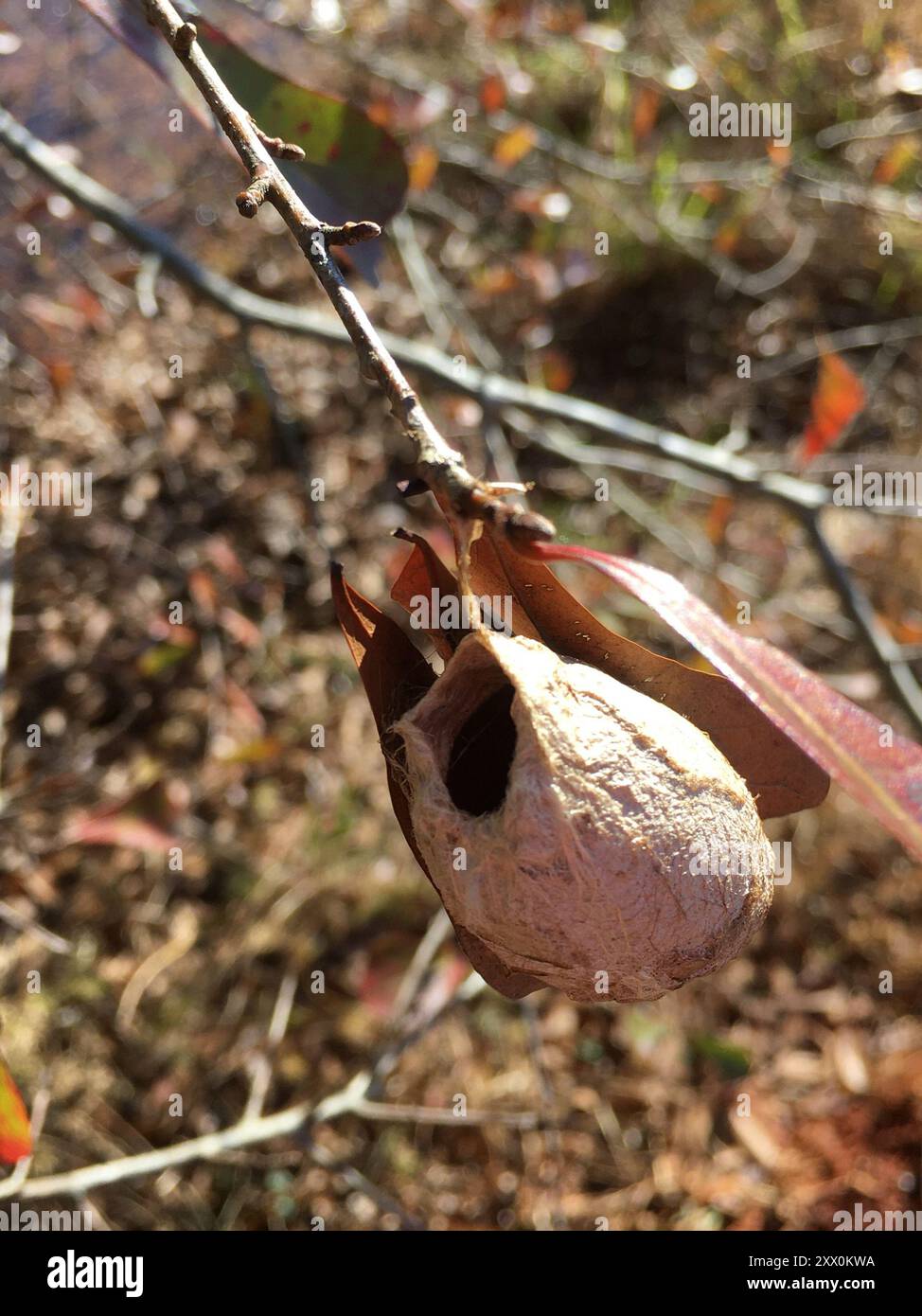 Polyphemus Moth (Antheraea polyphemus) Insecta Stock Photo - Alamy
