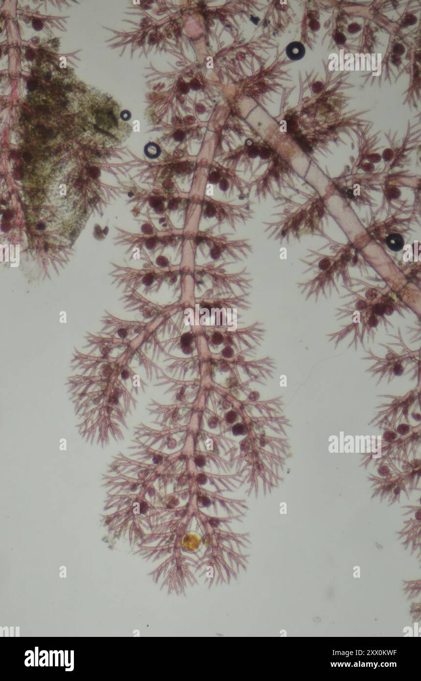 (Pterothamnion pectinatum) Plantae Stock Photo - Alamy