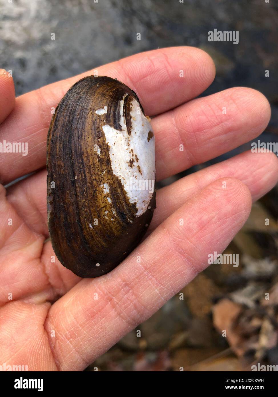 Eastern Elliptio (Elliptio complanata) Mollusca Stock Photo - Alamy