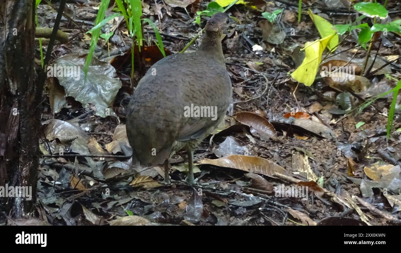 Great Tinamou (Tinamus major) Aves Stock Photo - Alamy