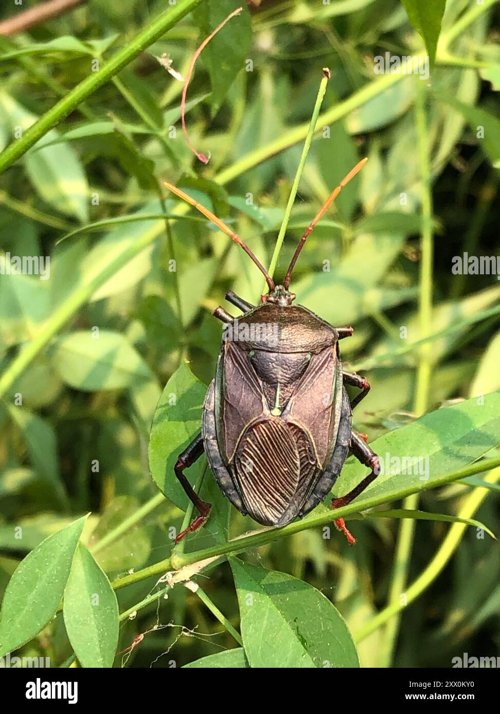 Bronze Orange Bug (Musgraveia sulciventris) Insecta Stock Photo - Alamy