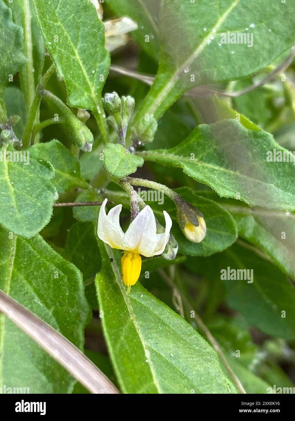 nightshades (Solanum) Plantae Stock Photo - Alamy