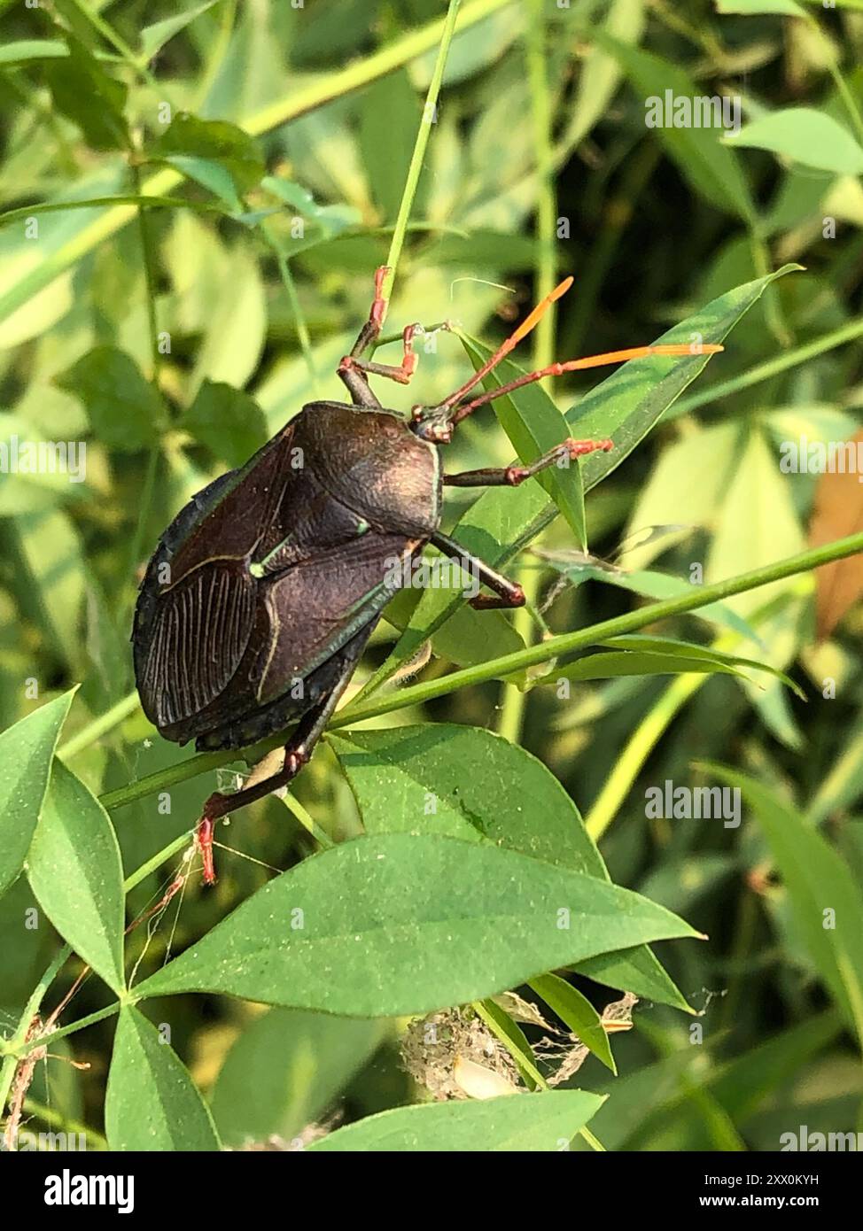 Bronze Orange Bug (Musgraveia sulciventris) Insecta Stock Photo - Alamy