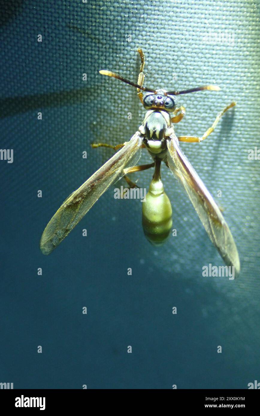 Central American Paper Wasp (Apoica pallens) Insecta Stock Photo - Alamy