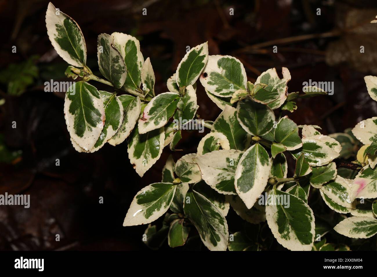 Japanese spindle tree (Euonymus japonicus) Plantae Stock Photo - Alamy