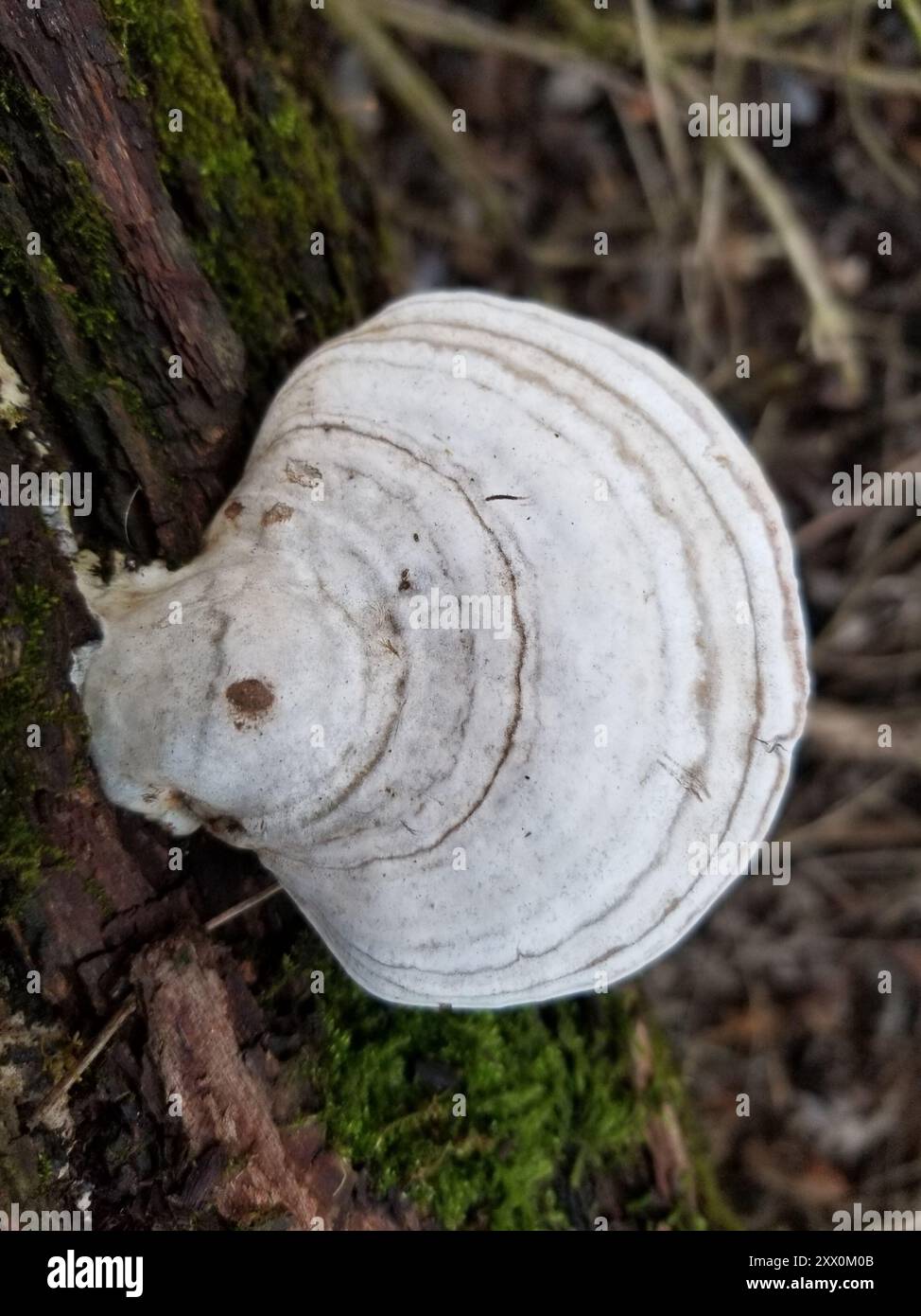 (Ganoderma megaloma) Fungi Stock Photo - Alamy