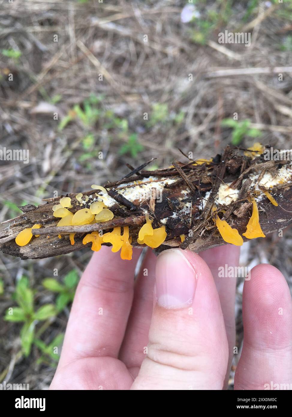 Fan shaped jelly fungi hi-res stock photography and images - Alamy