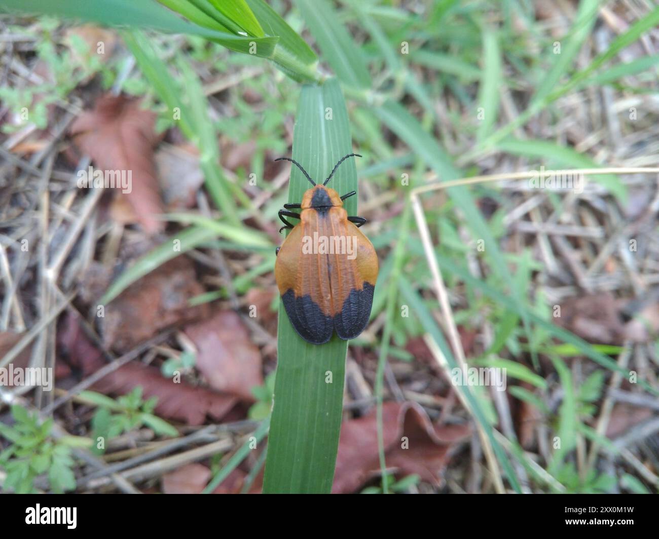 Netwing Beetles (Lycus) Insecta Stock Photo - Alamy