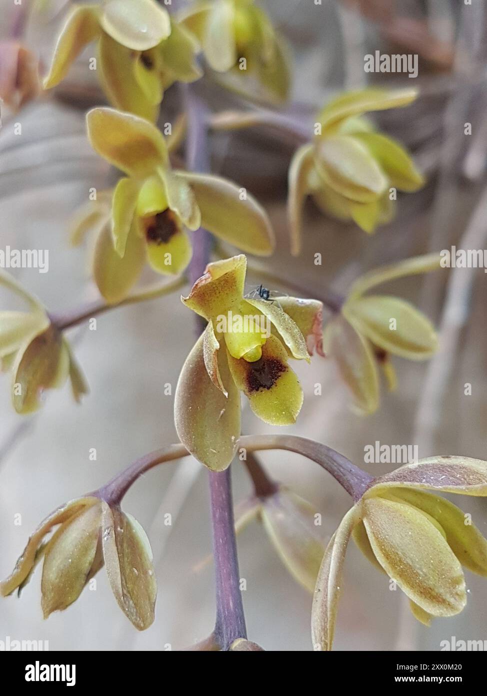 Snake Orchid (Cymbidium suave) Plantae Stock Photo - Alamy
