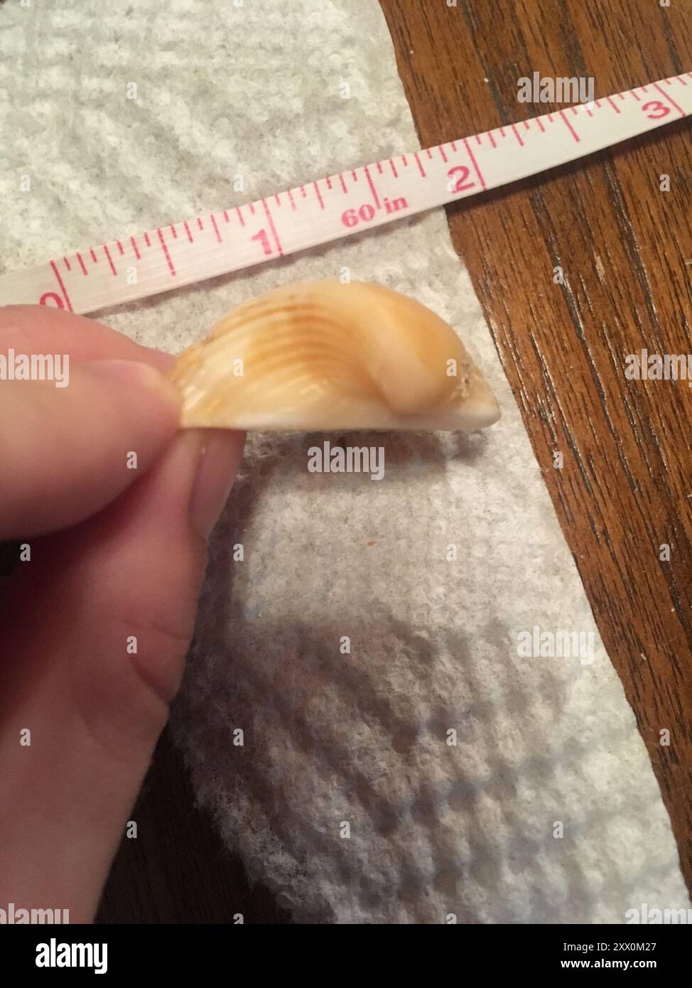 Ponderous Ark (Noetia ponderosa) Mollusca Stock Photo - Alamy