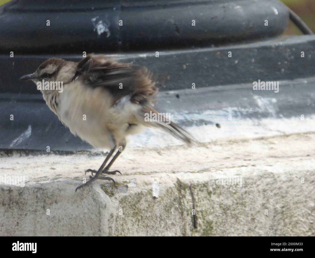 Chalk-browed Mockingbird (Mimus saturninus) Aves Stock Photo - Alamy