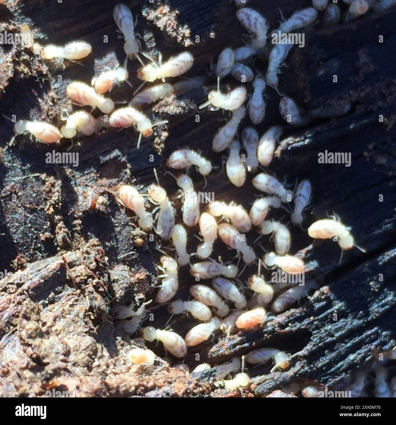 Eastern Subterranean Termite (Reticulitermes flavipes) Insecta Stock ...