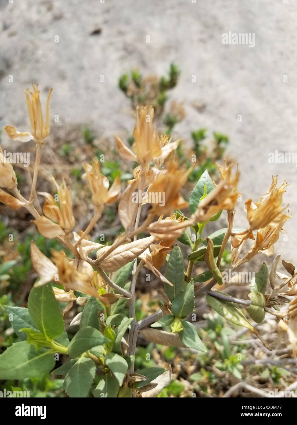 American threefold (Trixis californica) Plantae Stock Photo - Alamy