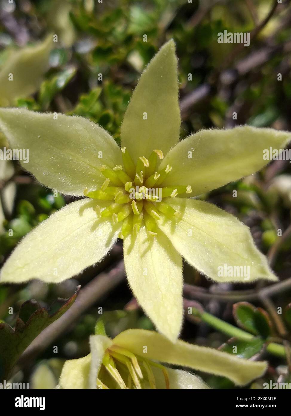 Forster's Clematis (Clematis forsteri) Plantae Stock Photo - Alamy