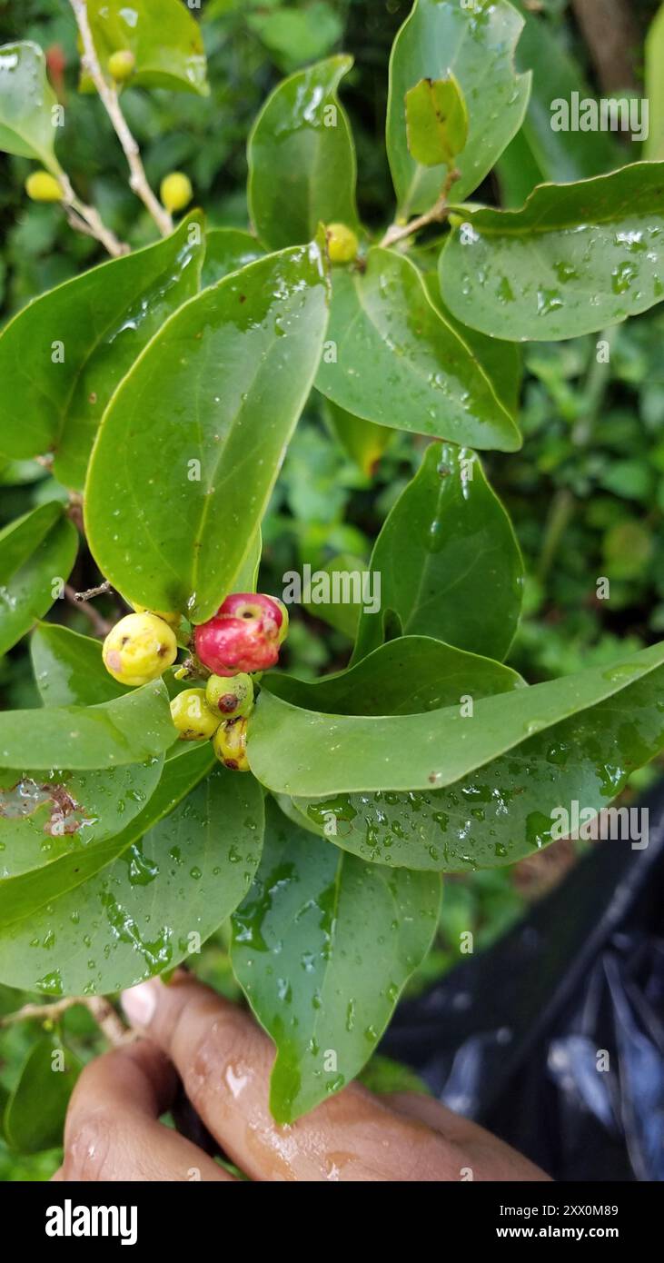 myrtle family (Myrtaceae) Plantae Stock Photo - Alamy