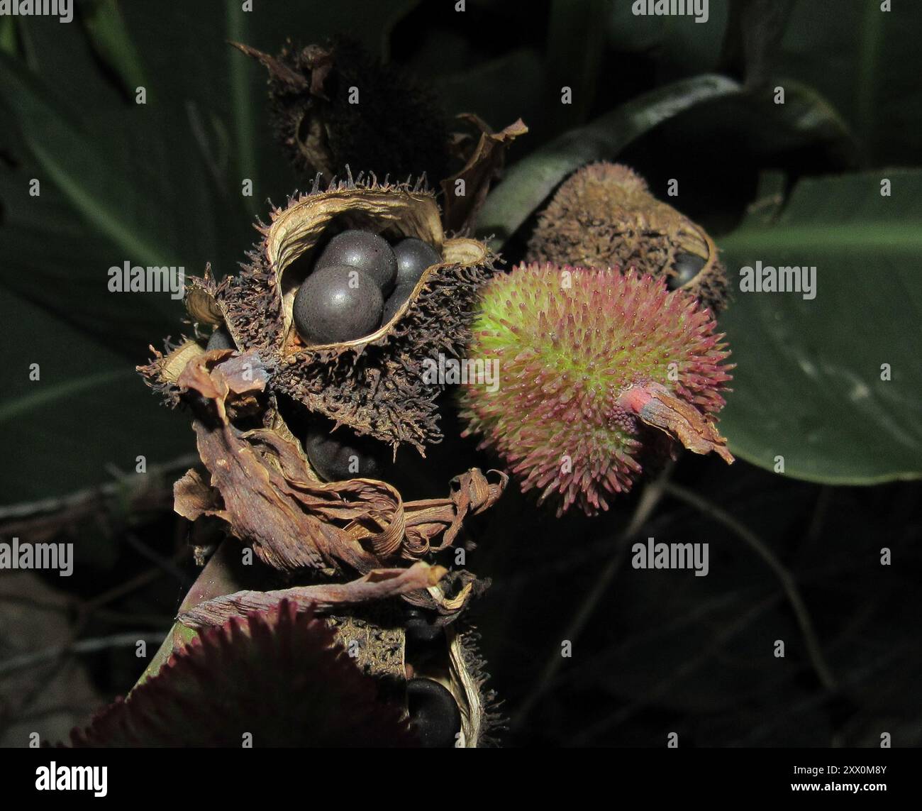 Indian shot (Canna indica) Plantae Stock Photo - Alamy