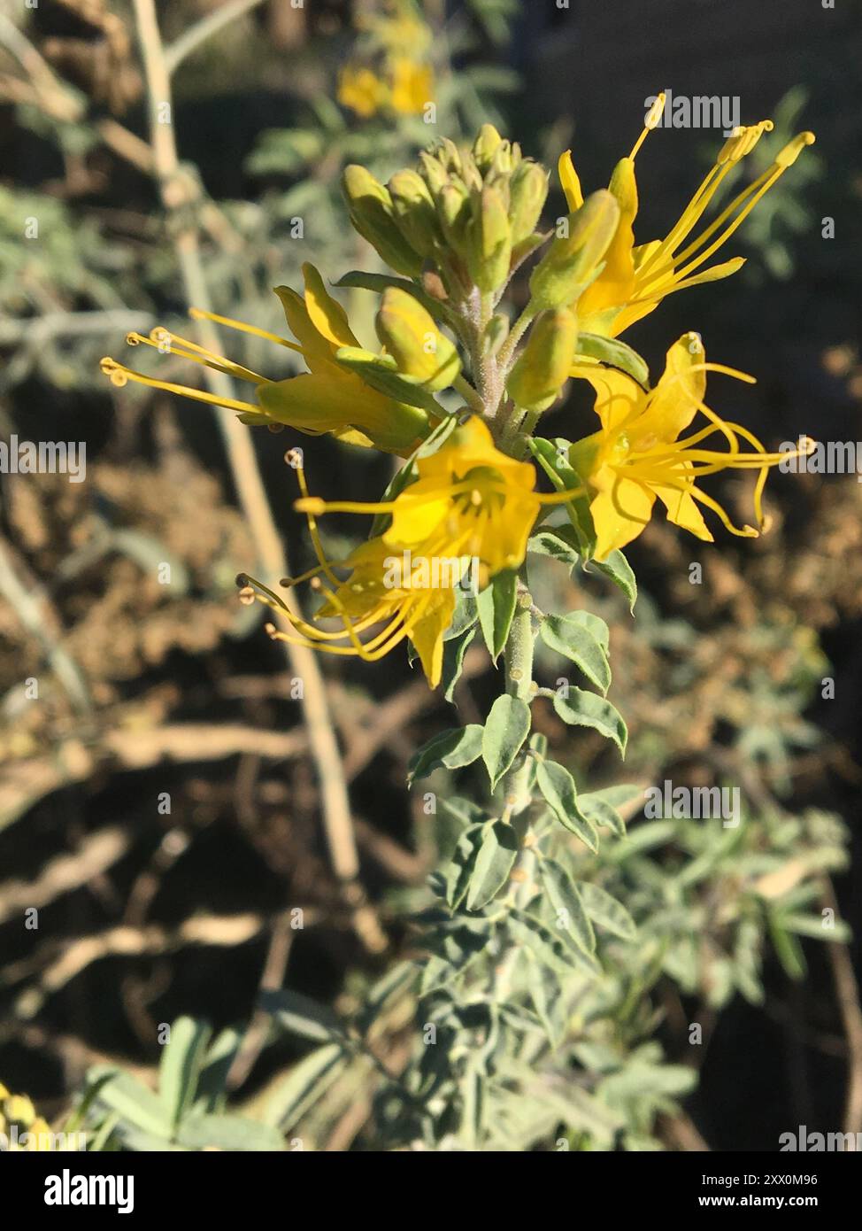 Bladderpod (Cleomella arborea) Plantae Stock Photo - Alamy