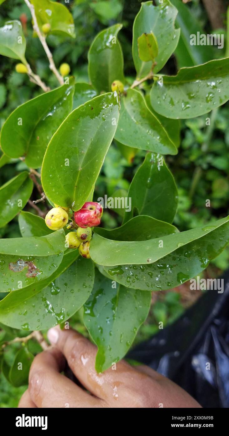 myrtle family (Myrtaceae) Plantae Stock Photo - Alamy