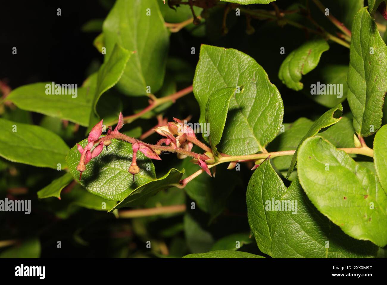 salal (Gaultheria shallon) Plantae Stock Photo - Alamy