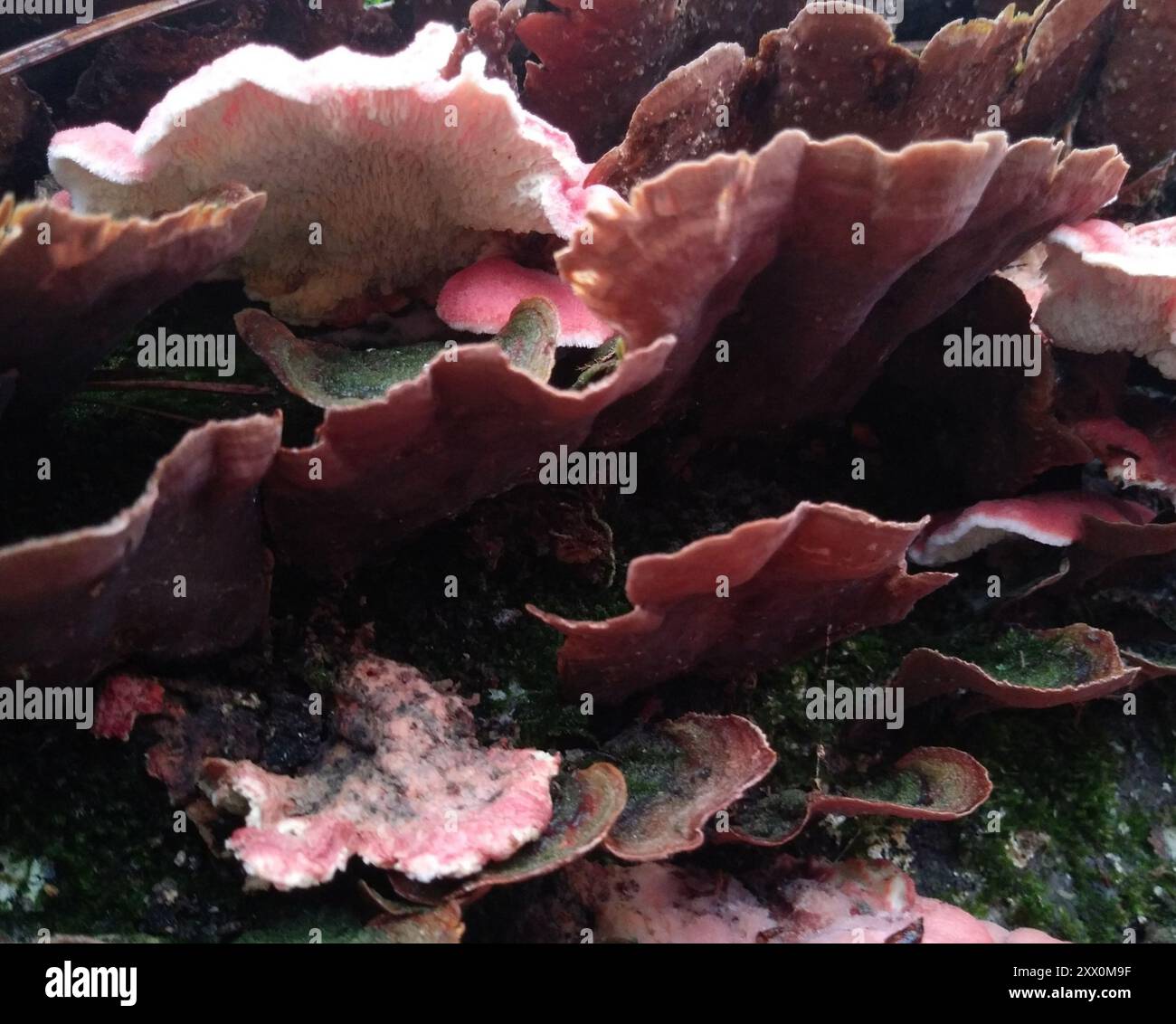 Coral pink merulius hi-res stock photography and images - Alamy