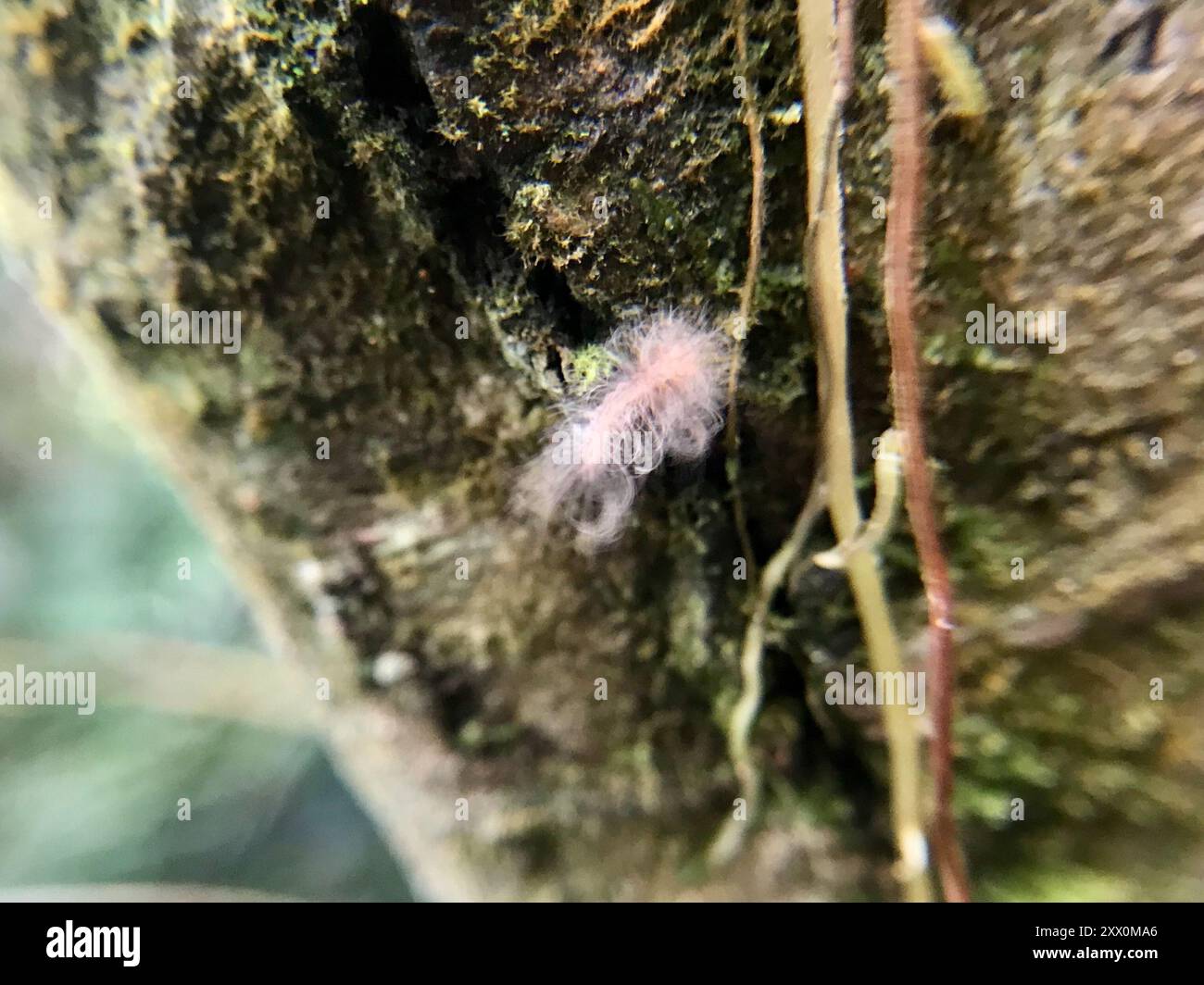 Lichen Moths (Lithosiini) Insecta Stock Photo - Alamy