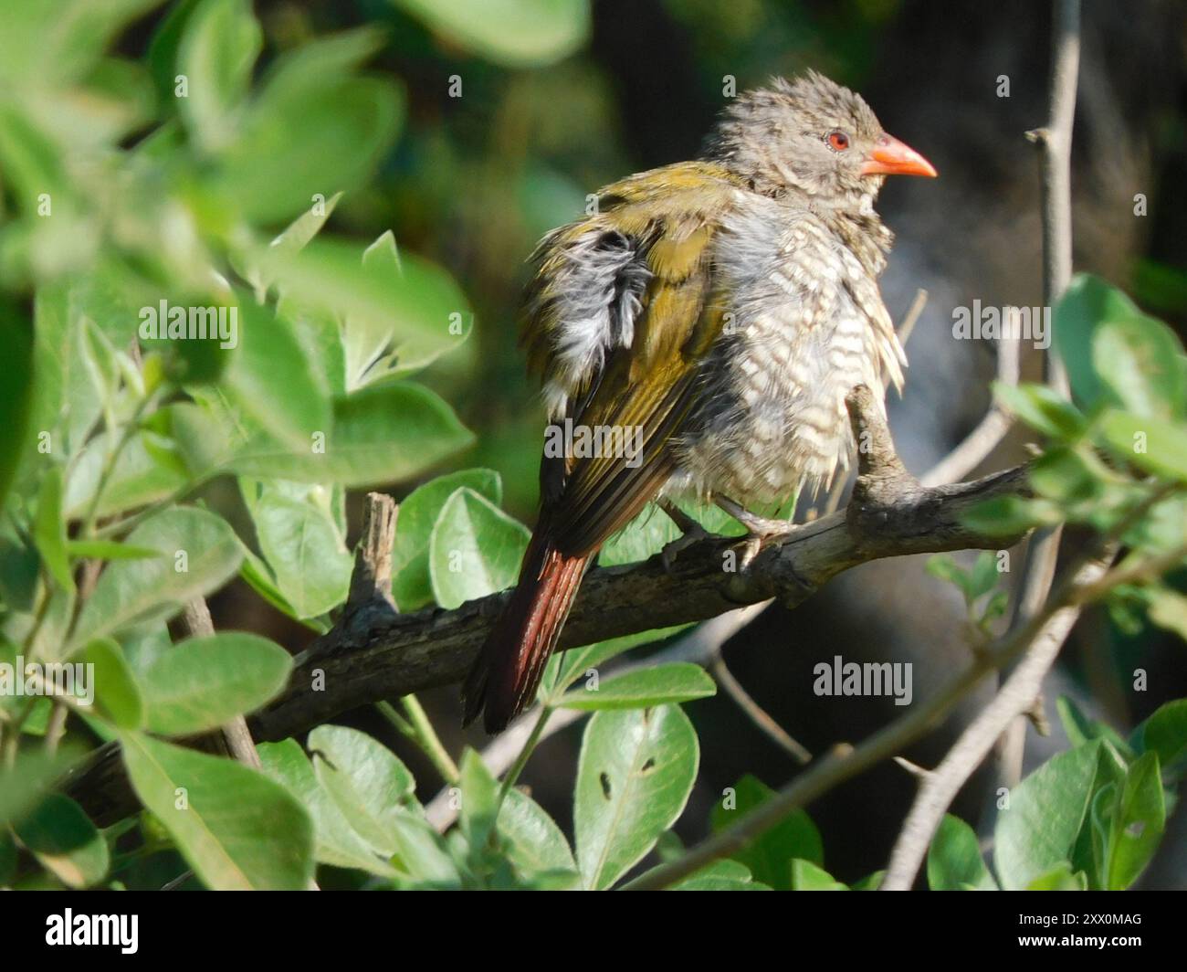 Green-winged Pytilia (Pytilia melba melba) Aves Stock Photo - Alamy