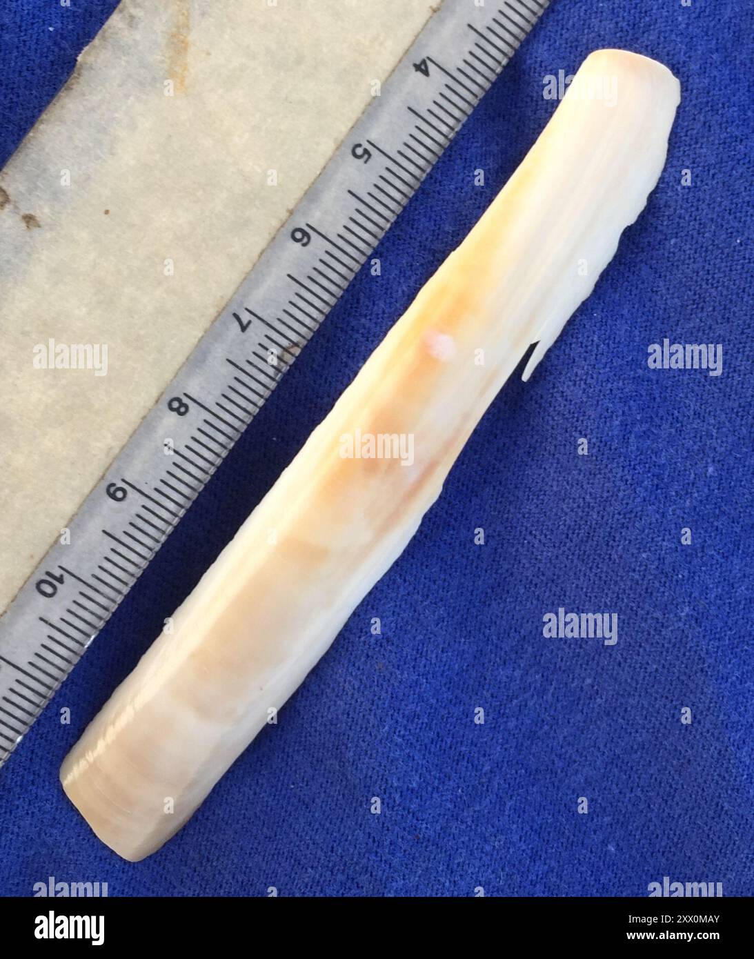 Atlantic Jackknife (Ensis leei) Mollusca Stock Photo - Alamy