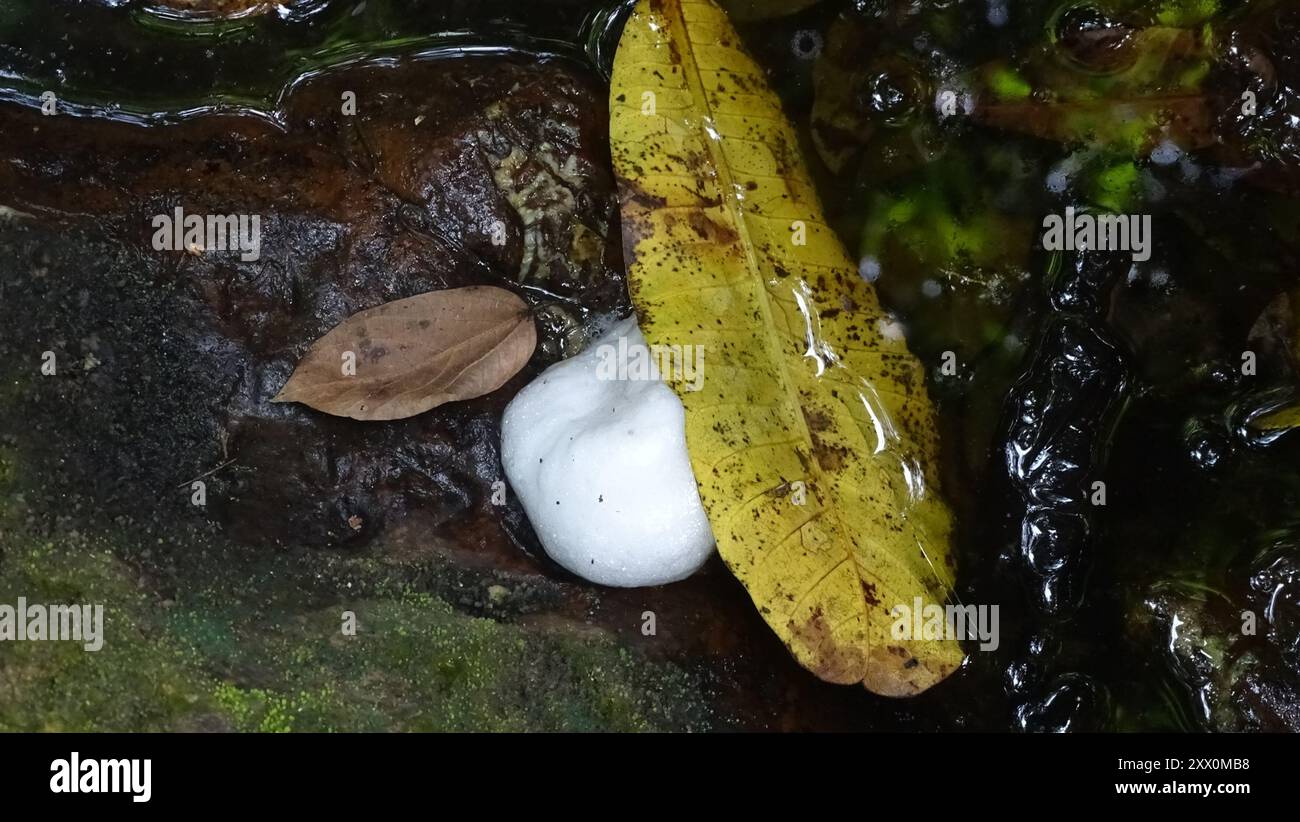 Tungara frog hi-res stock photography and images - Alamy