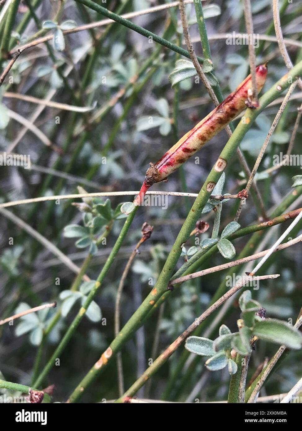 shrubby deervetch (Acmispon rigidus) Plantae Stock Photo - Alamy