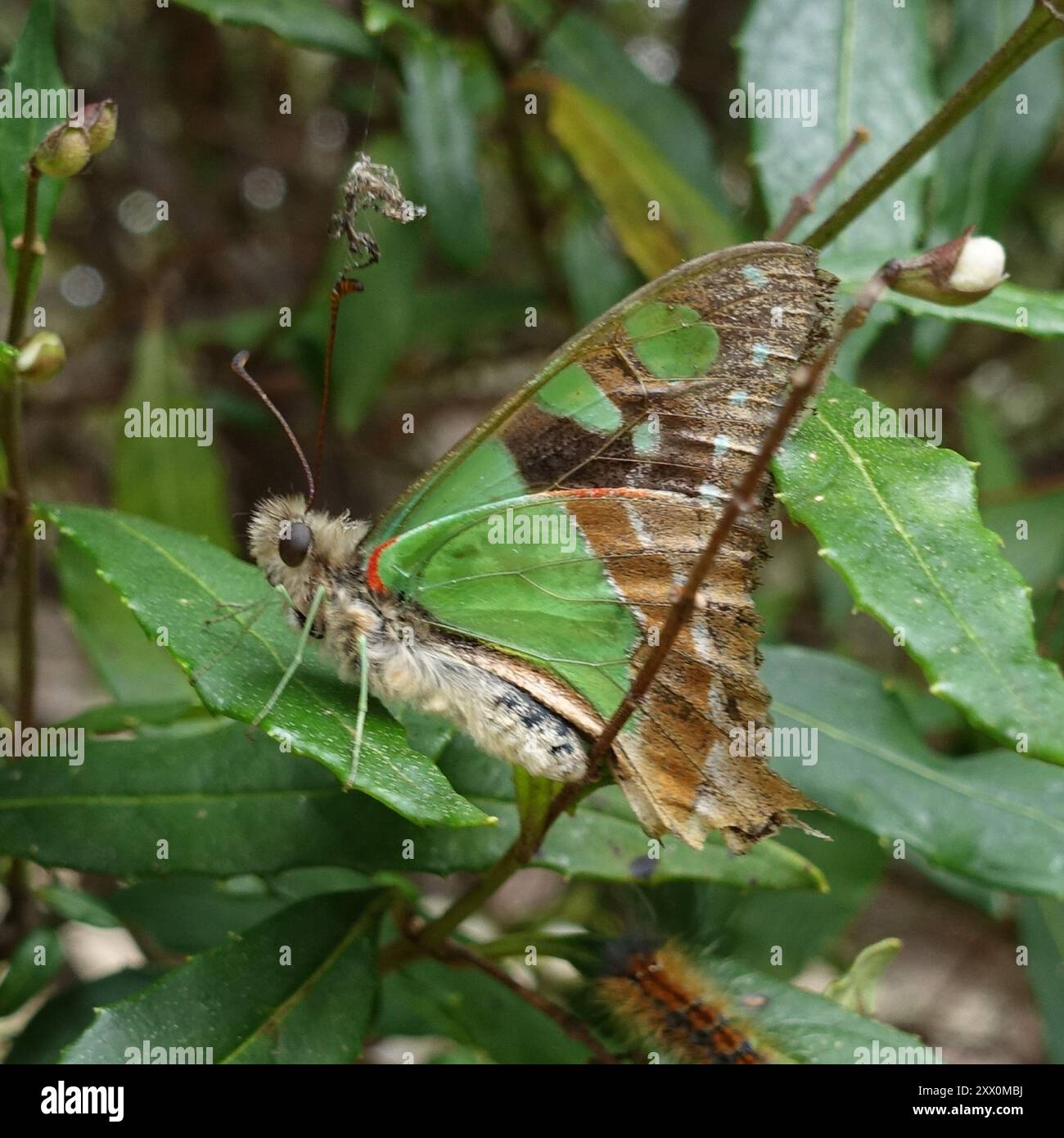 Macleay's Swallowtail (Graphium macleayanus) Insecta Stock Photo - Alamy