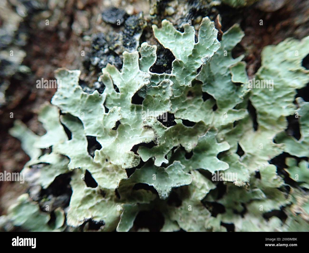 shield lichen (Parmelia sulcata) Fungi Stock Photo - Alamy