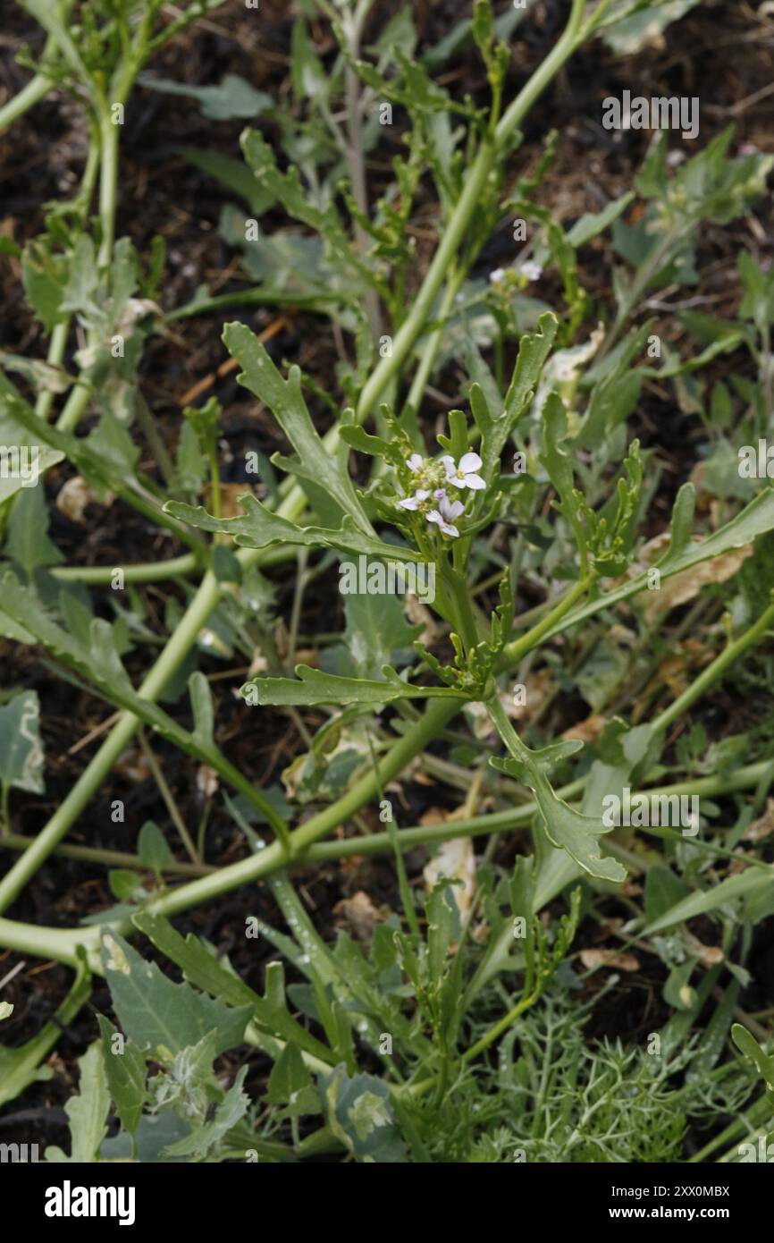 European Searocket (Cakile maritima) Plantae Stock Photo - Alamy