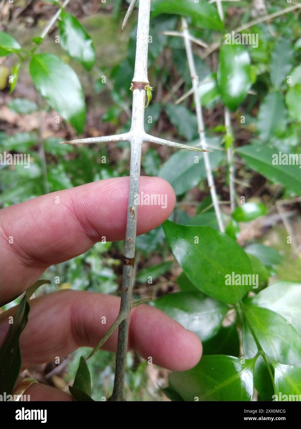 Turkeyberry (Canthium inerme) Plantae Stock Photo - Alamy
