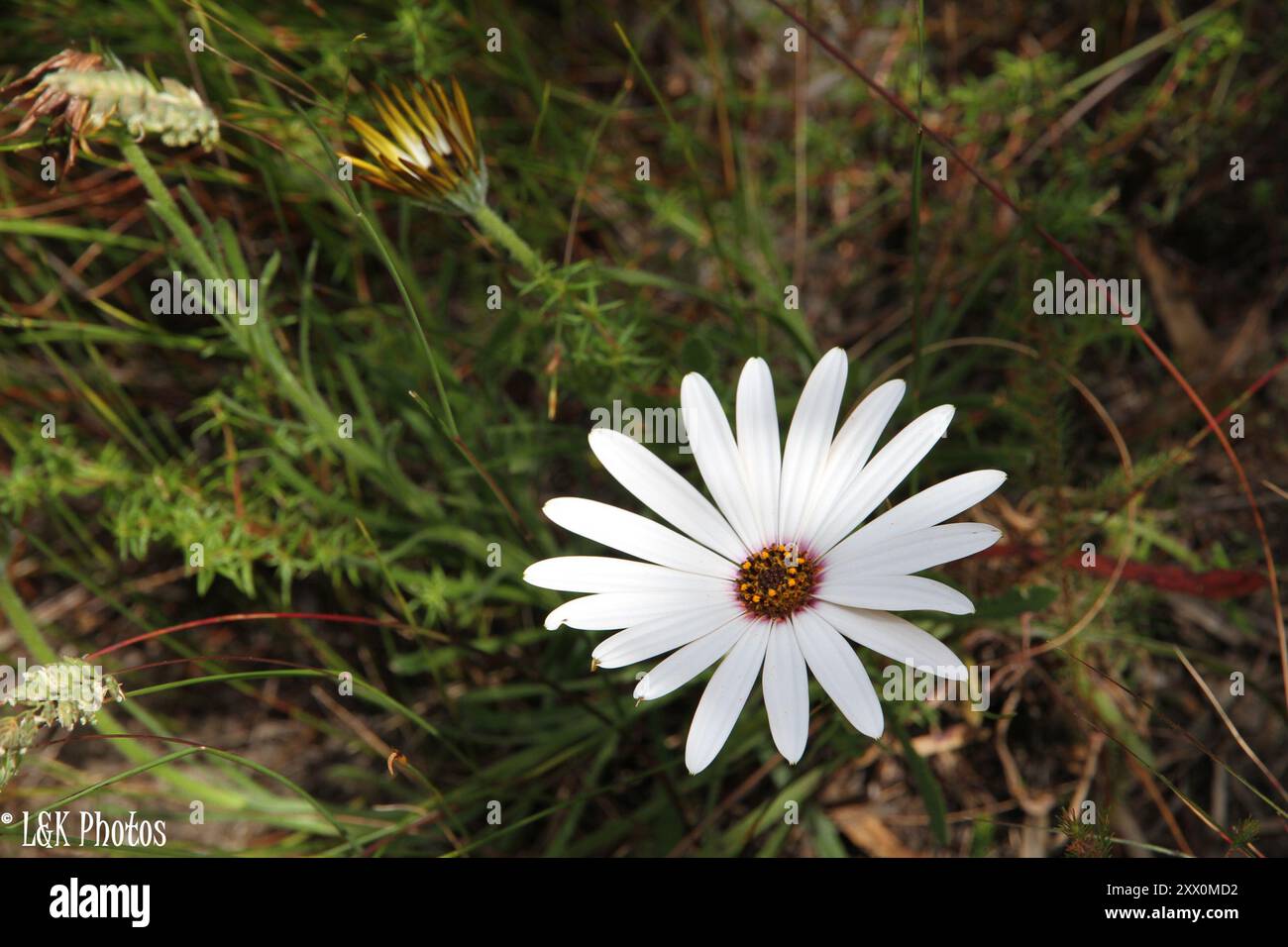 African oxeye (Dimorphotheca nudicaulis) Plantae Stock Photo - Alamy