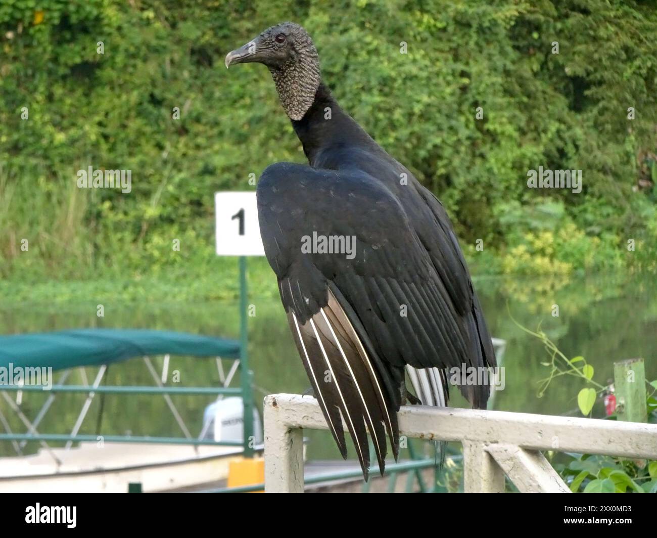 Black Vulture (Coragyps atratus) Aves Stock Photo - Alamy
