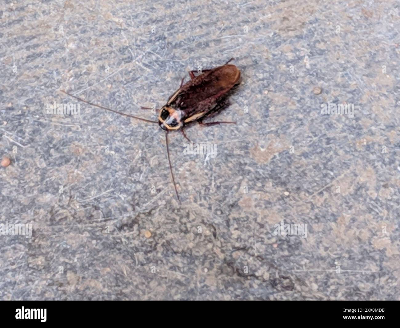 Australian Cockroach (Periplaneta australasiae) Insecta Stock Photo - Alamy
