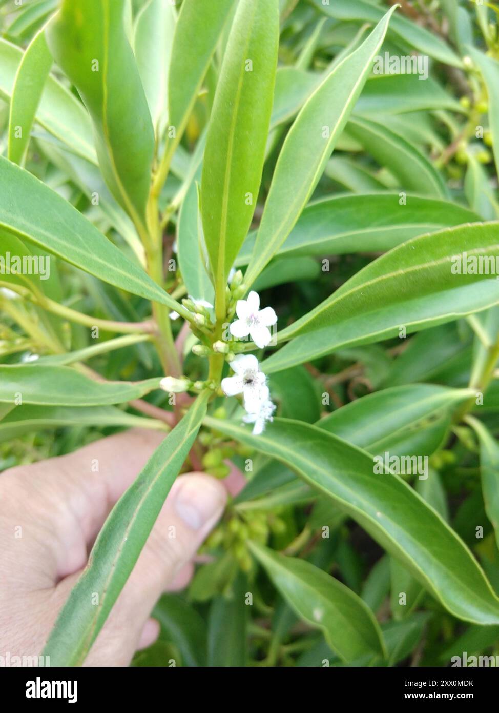waterbush (Myoporum montanum) Plantae Stock Photo - Alamy
