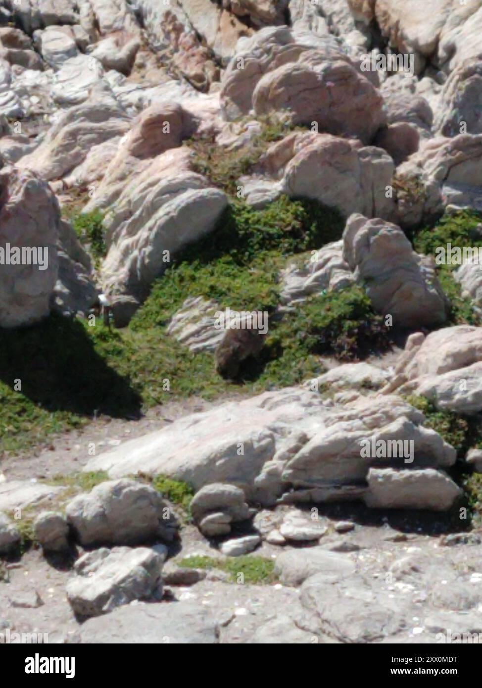 Cape Rock Hyrax (Procavia capensis capensis) Mammalia Stock Photo - Alamy