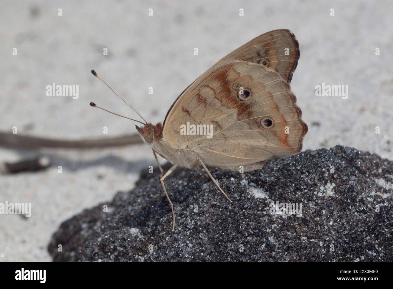 Common Buckeye (Junonia coenia) Insecta Stock Photo - Alamy