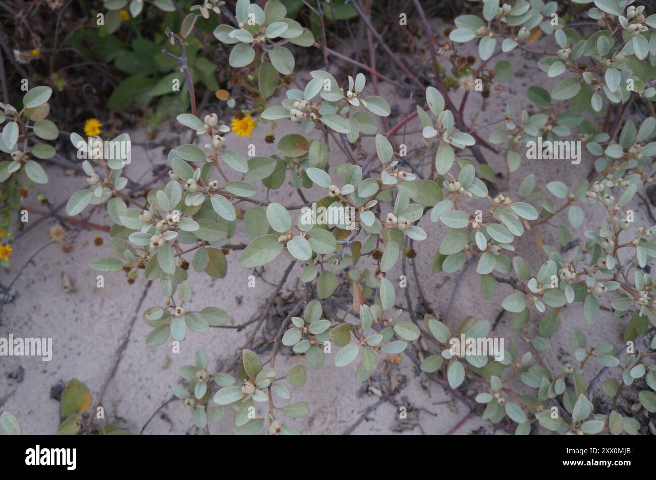 Beach Croton (Croton punctatus) Plantae Stock Photo - Alamy