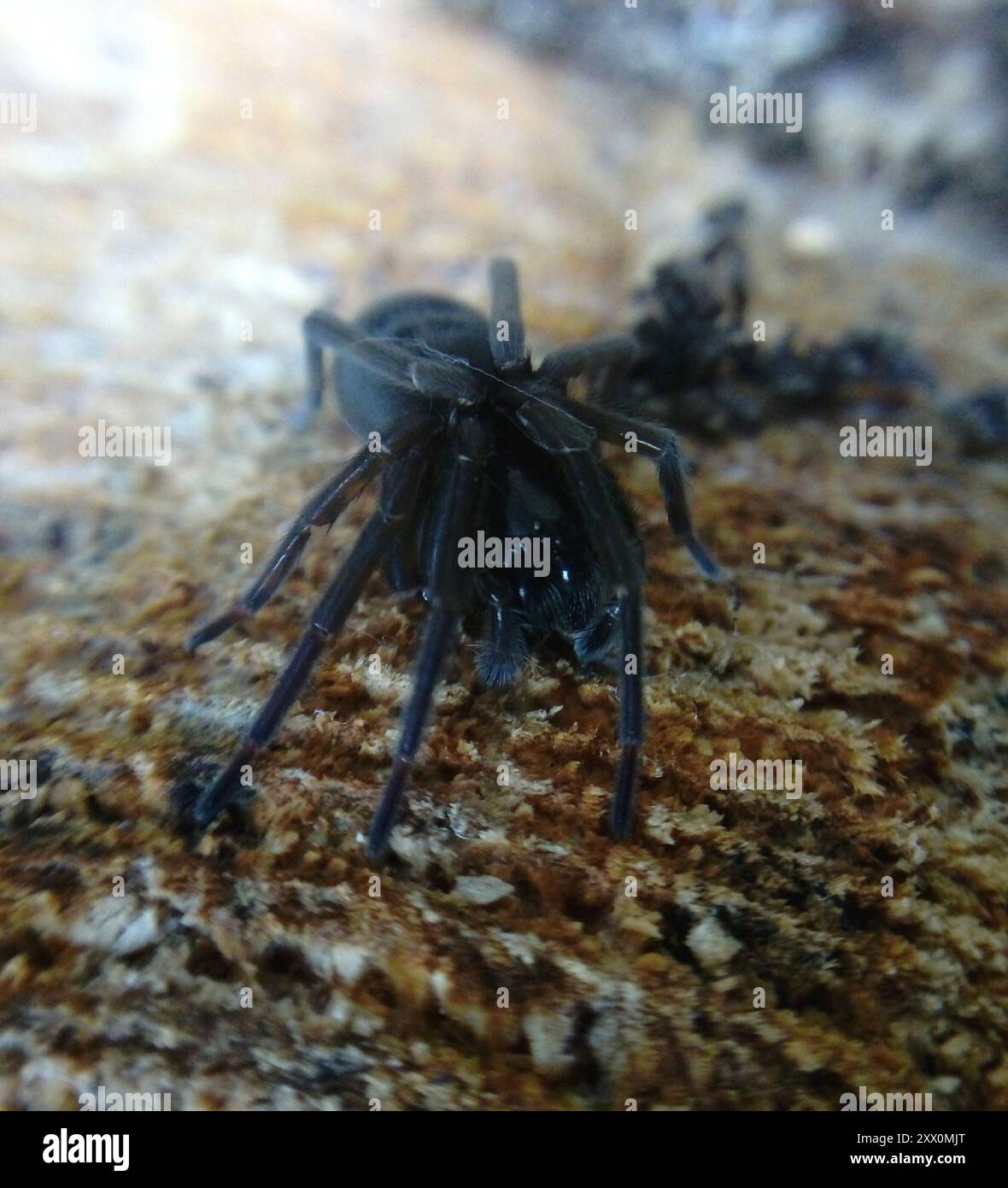 Amaurobius ferox Group (Amaurobius ferox) Arachnida Stock Photo - Alamy