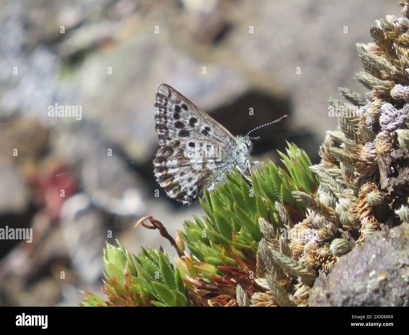 Arctic Blue (Agriades glandon) Insecta Stock Photo - Alamy