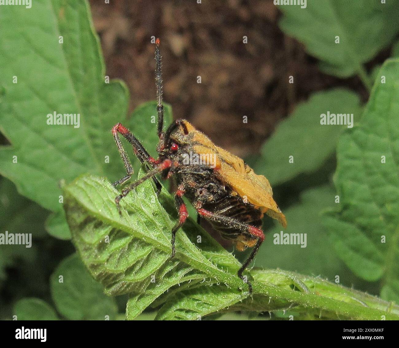 (Spartocera fusca) Insecta Stock Photo - Alamy